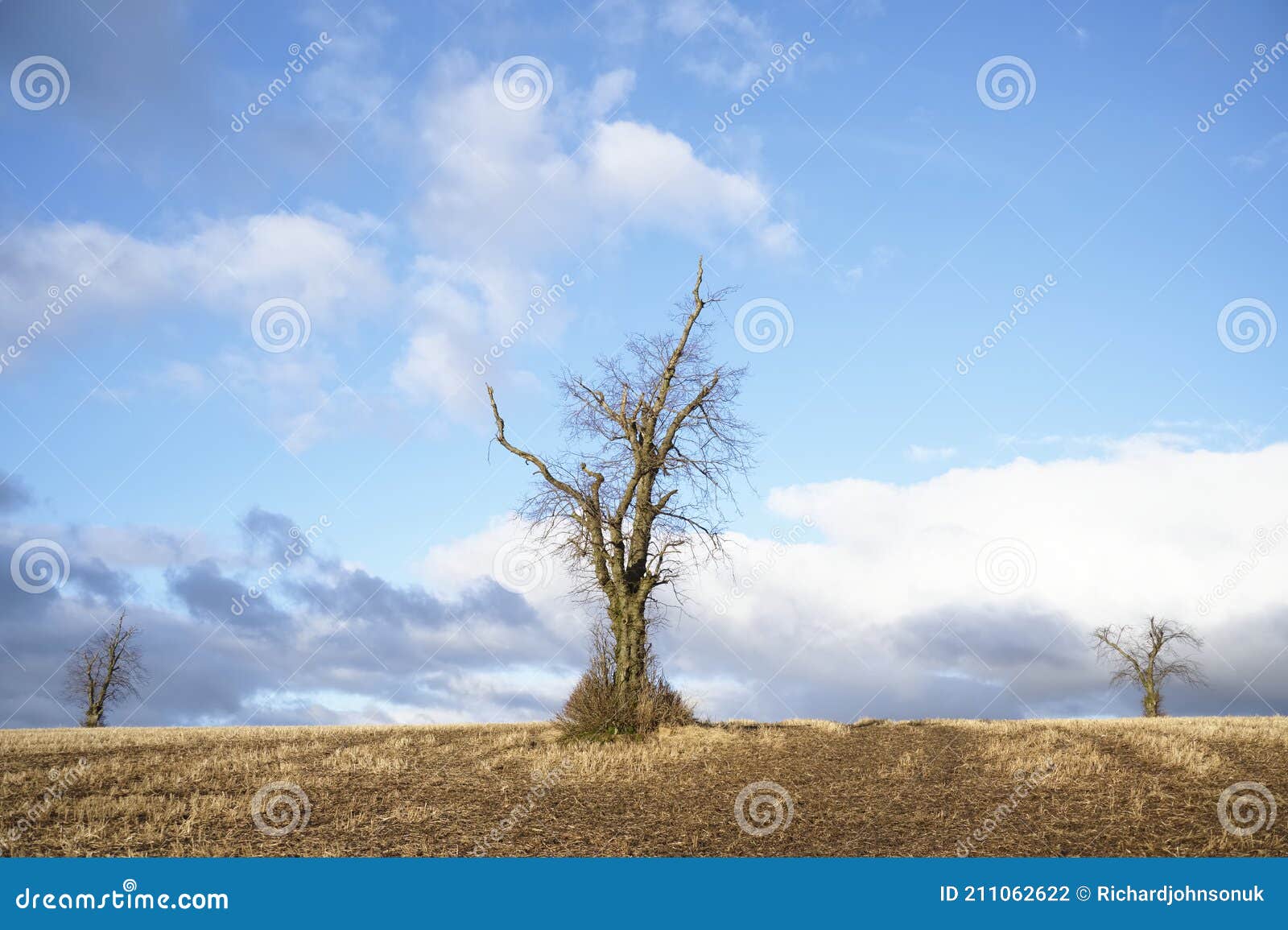 Single Tree Alone on Farm Field and Sky Storm Clouds Stock Photo ...