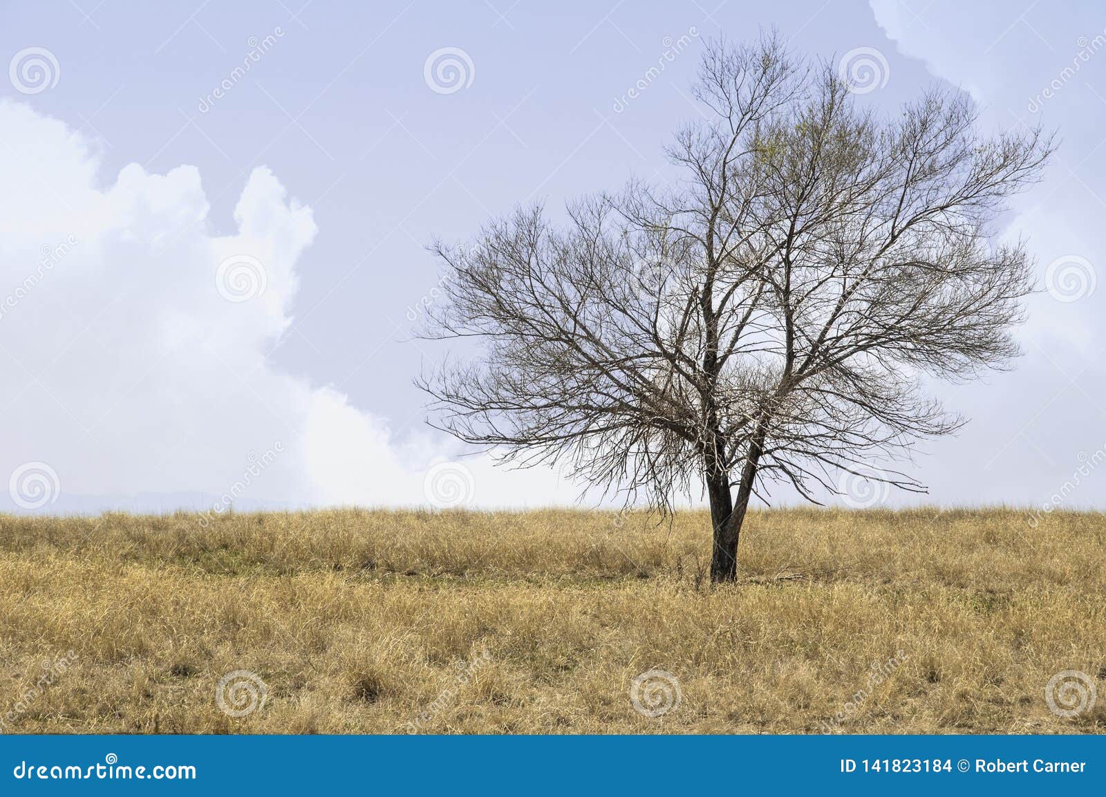 A Single Tree Alone on the Prairie Stock Photo - Image of summer ...