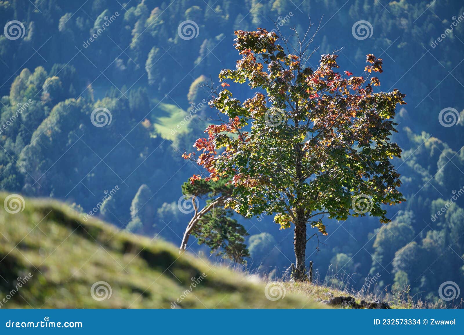 Single Tree in Alps in October Stock Photo - Image of grass, plant ...