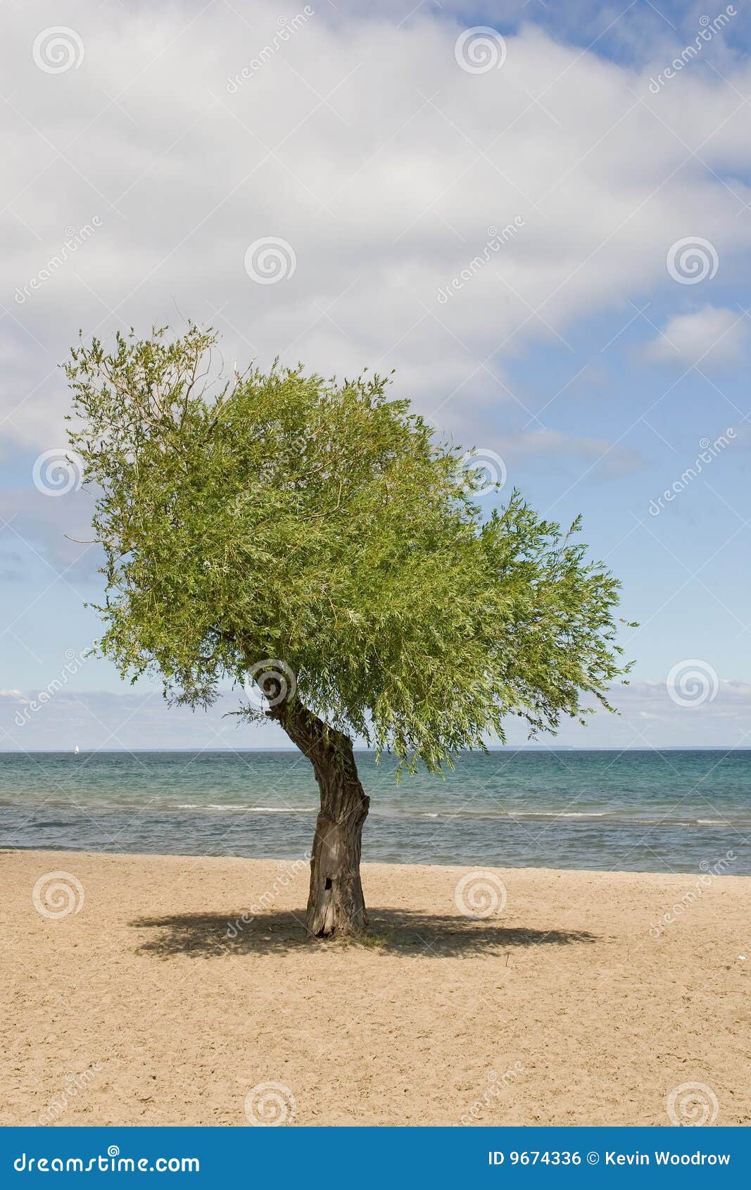 Single Tree on a beach stock photo. Image of blue, extreme - 9674336