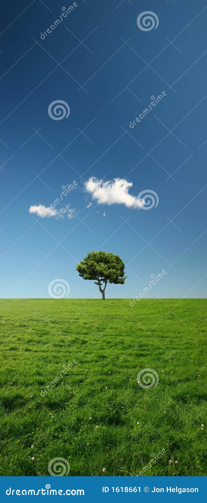 Single Tree on a Beautiful and Vast Green Meadow Stock Image - Image of ...