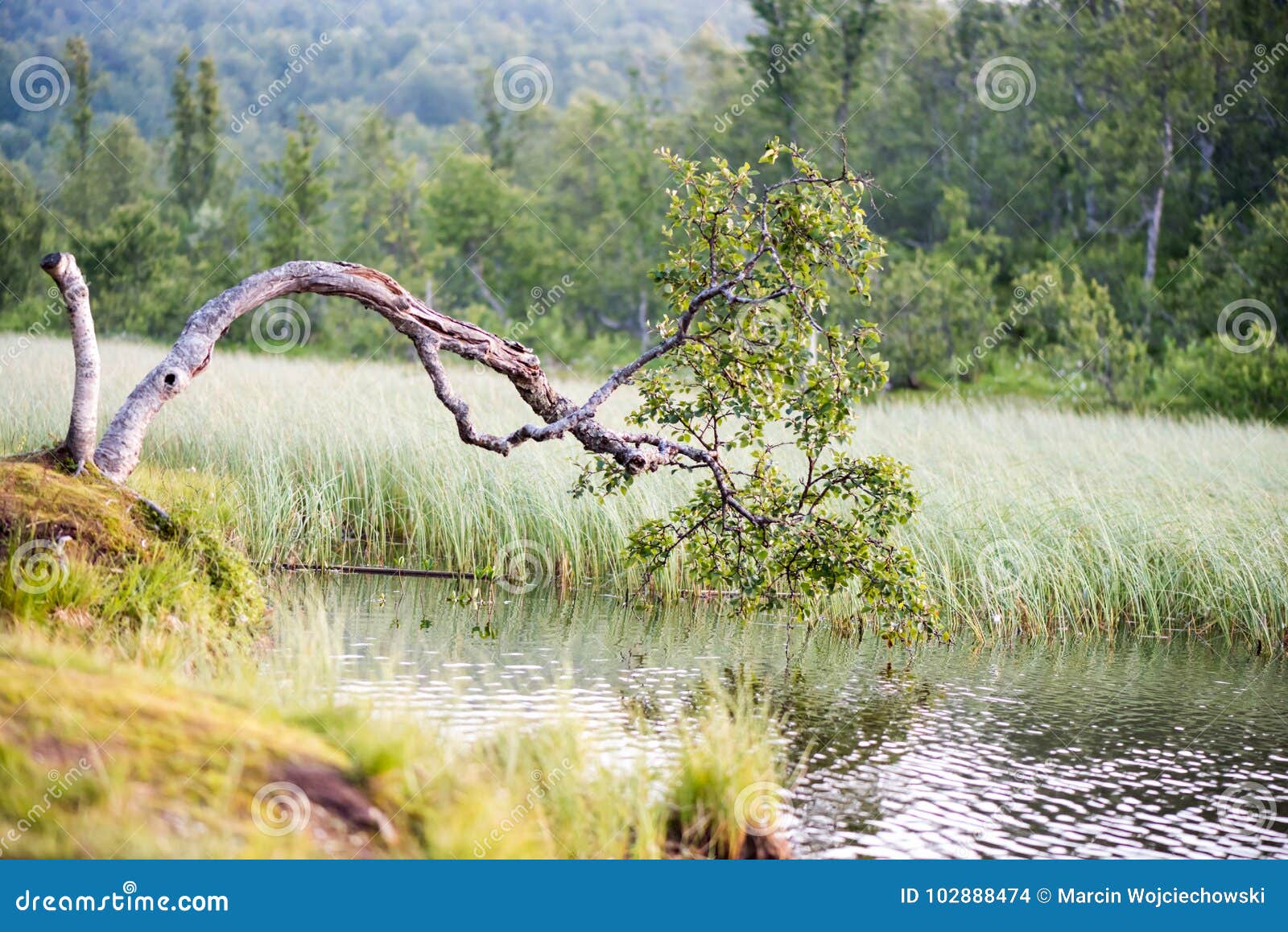 Single Tree Bend Above the Water Stock Photo - Image of landscape ...