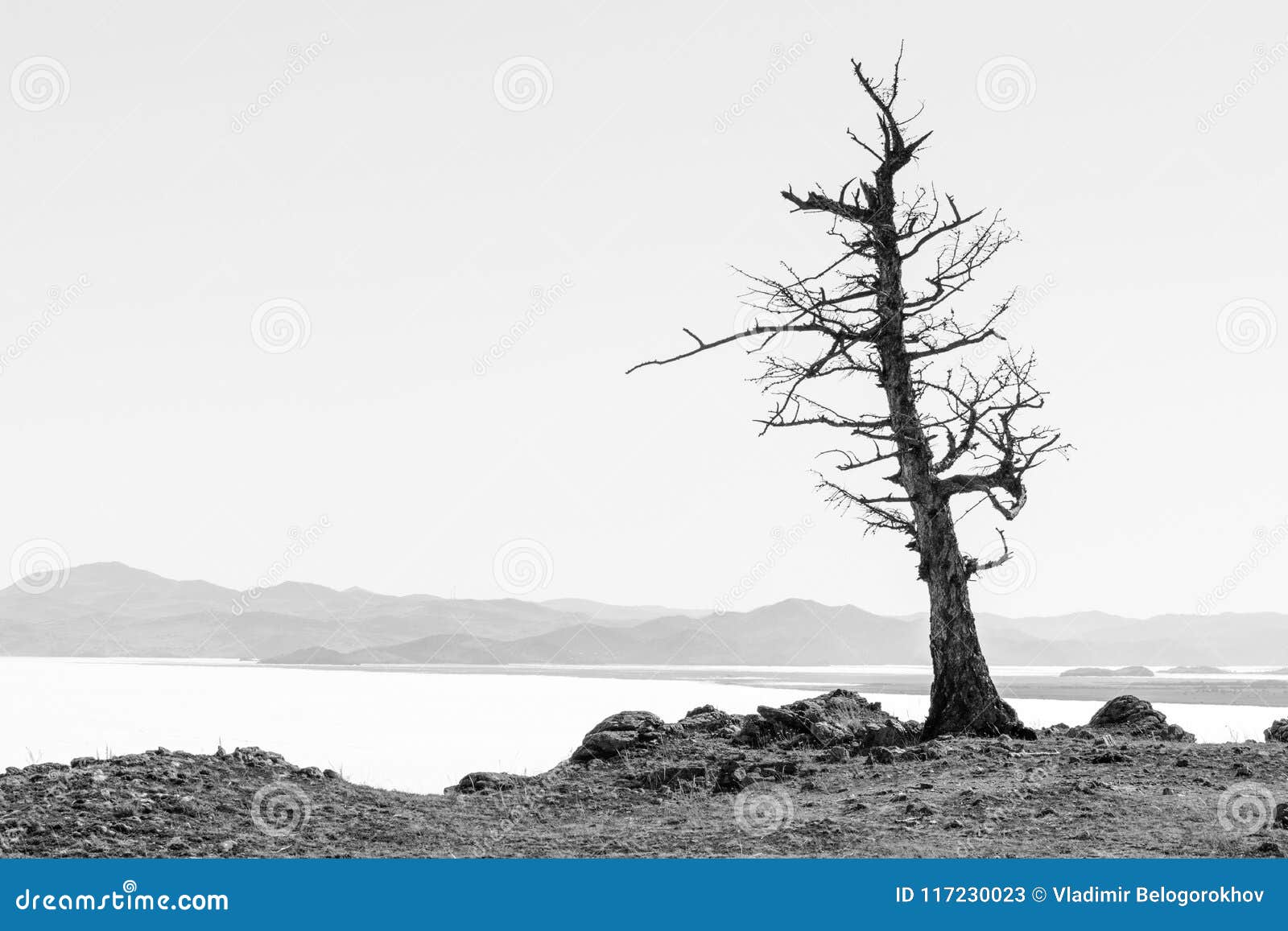 Single tree. Graphic art. stock image. Image of tree - 117230023
