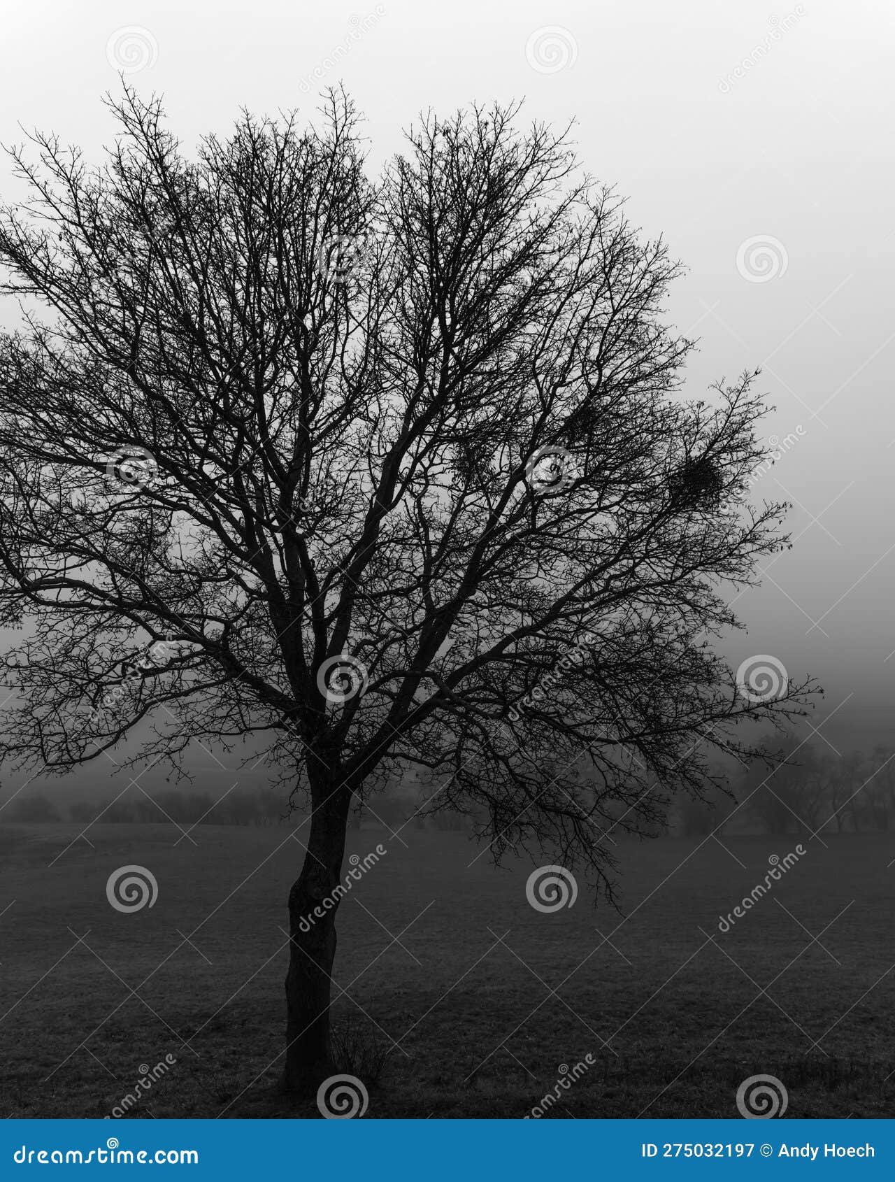 Single Tree in Side in Black and White with Mistletoe Stock Image ...
