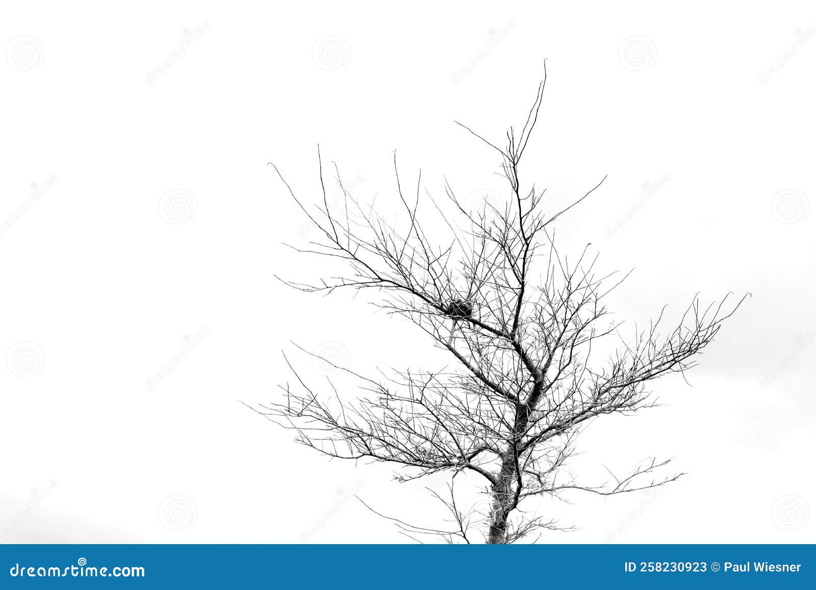 Single Tree Black and White Solo Alone Stock Image - Image of white ...