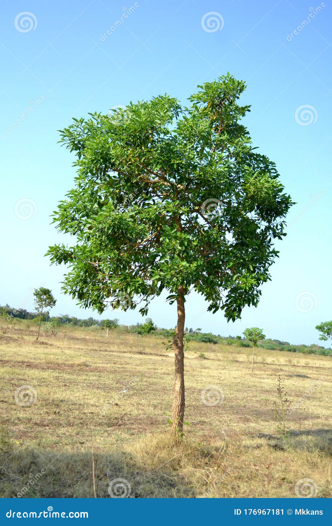 Single tree stock image. Image of nikon, alone, small - 176967181