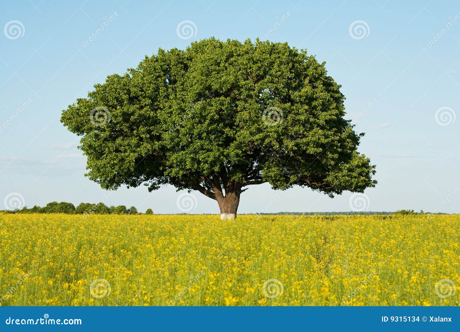 Single Tree in Canola Field, Agriculture, Lanscape Stock Photo - Image ...