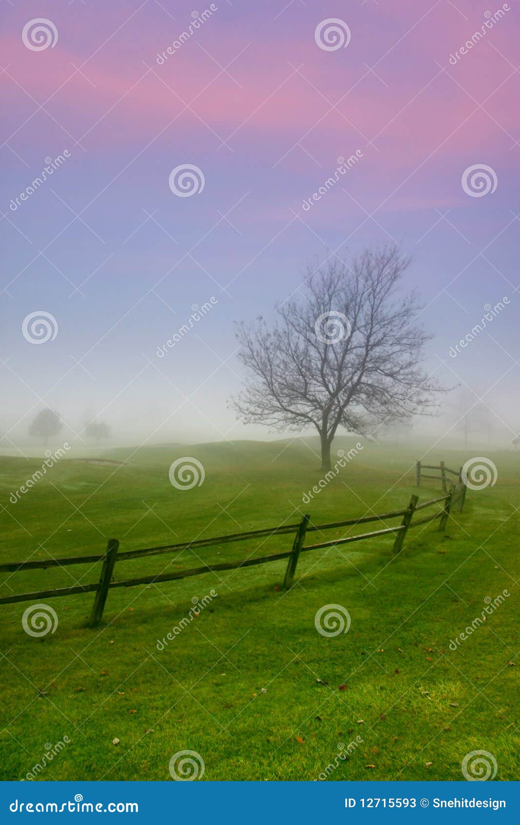Single Tree Caught in the Winter Fog Stock Image - Image of beautiful ...