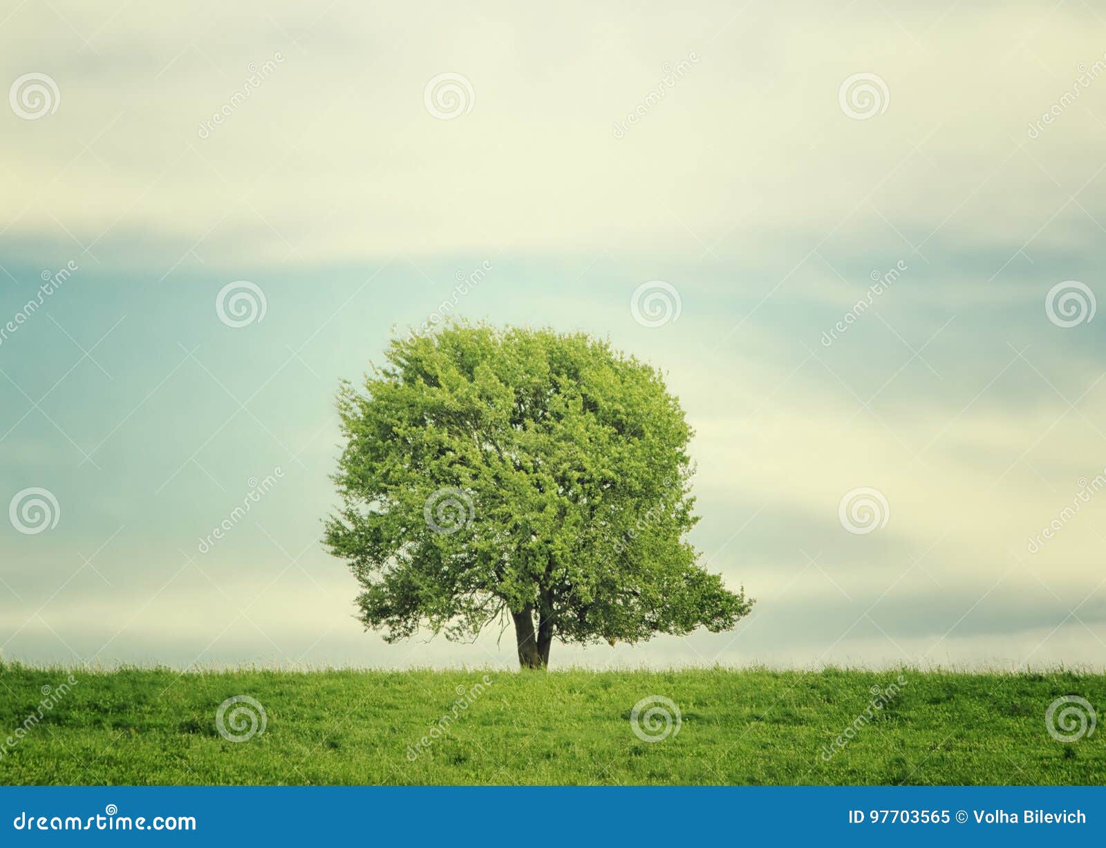 Single Tree in the Centre of the Meadow in Summer Landscape Under Blue ...