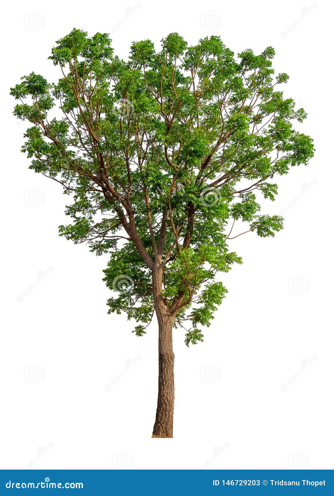 Single Tree with Clipping Path Stock Image - Image of forest, high ...