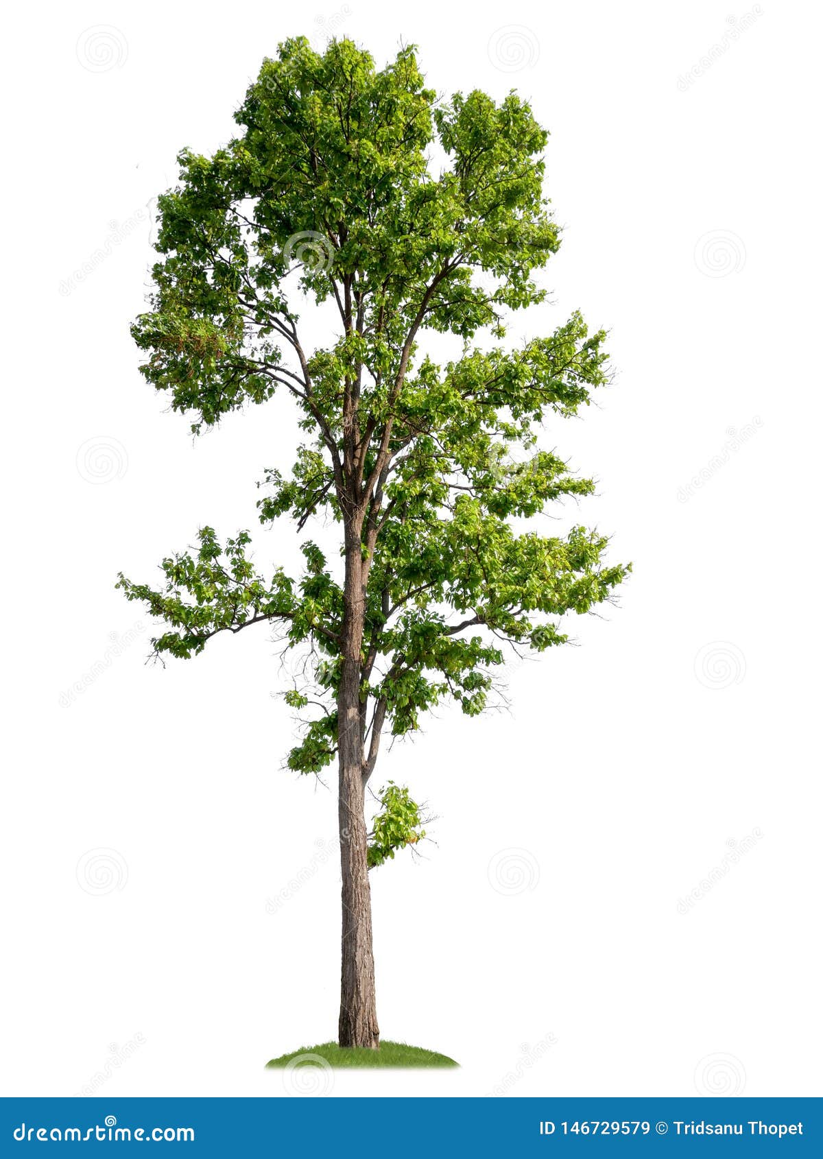 Single Tree with Clipping Path Stock Image - Image of branch, clipping ...