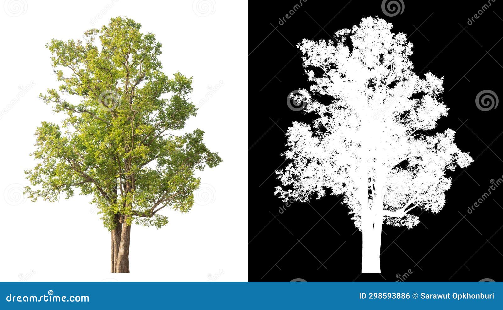 Single Tree with Clipping Path and Alpha Channel on Black Background ...