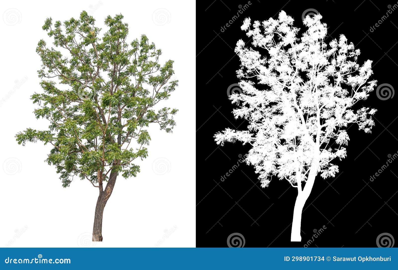 Single Tree with Clipping Path and Alpha Channel on Black Background ...