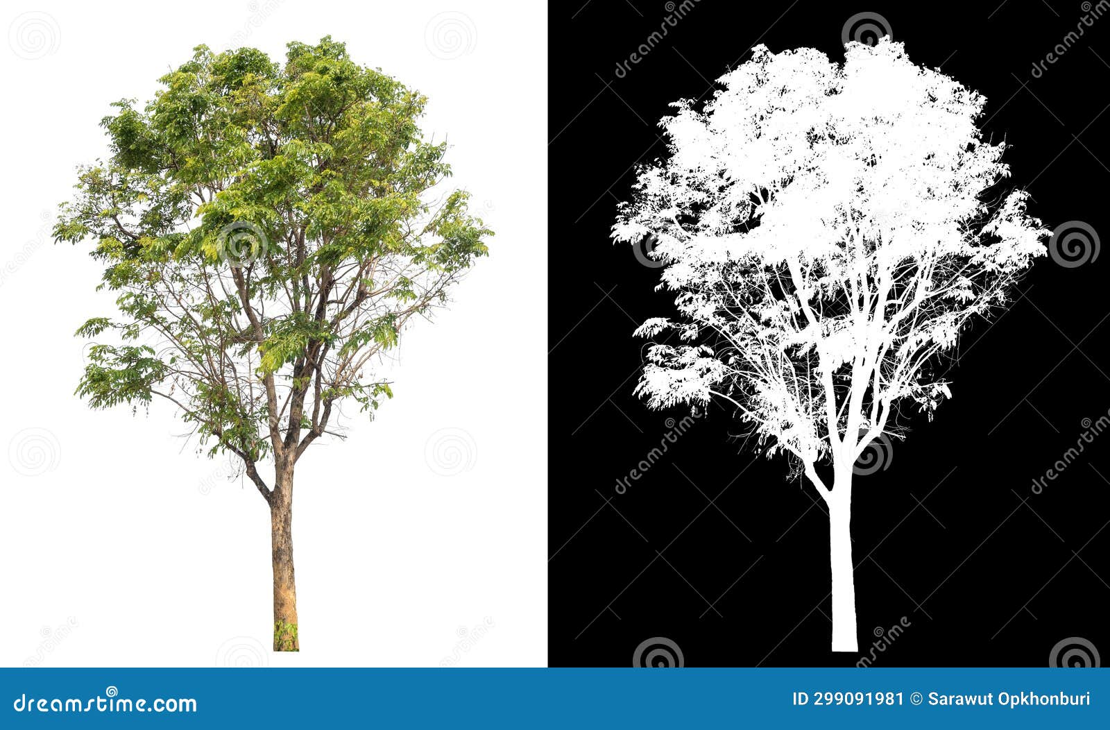 Single Tree with Clipping Path and Alpha Channel on Black Background ...
