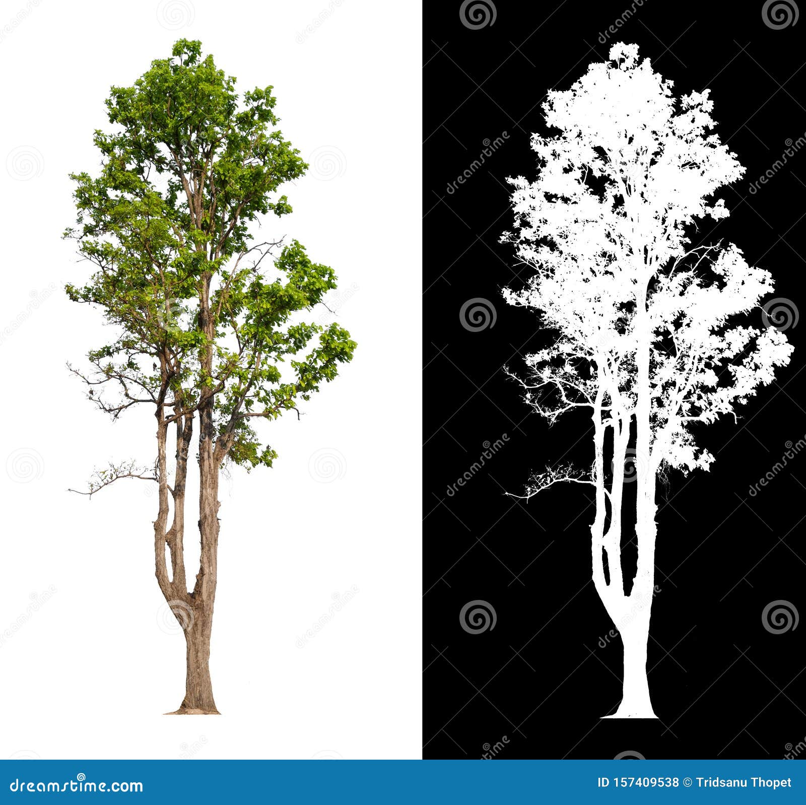 Single Tree with Clipping Path Stock Photo - Image of forest, bush ...