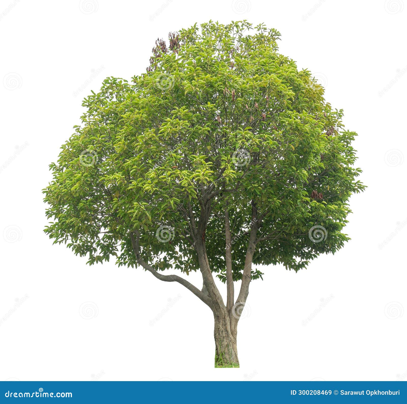 Single Tree with Clipping Path and Alpha Channel . Stock Image - Image ...