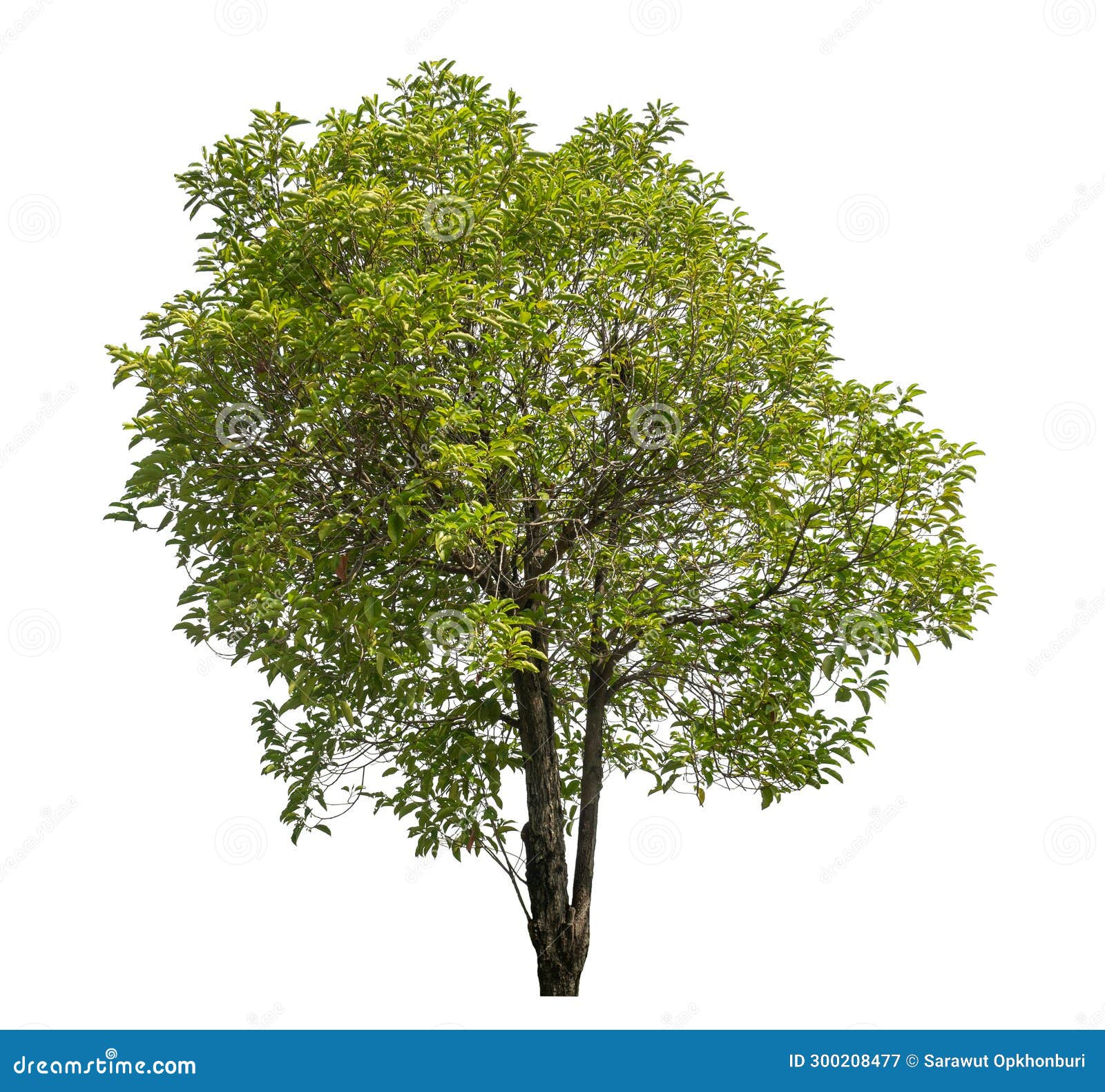 Single Tree with Clipping Path and Alpha Channel . Stock Image - Image ...
