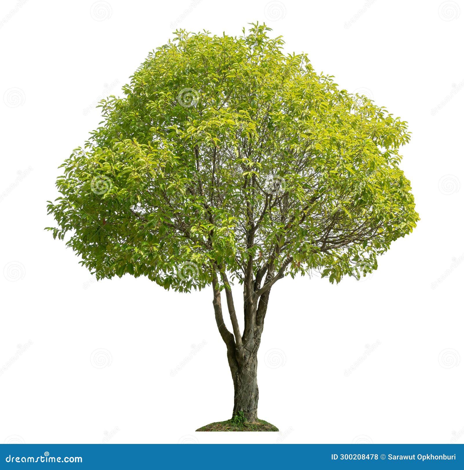 Single Tree with Clipping Path and Alpha Channel . Stock Photo - Image ...