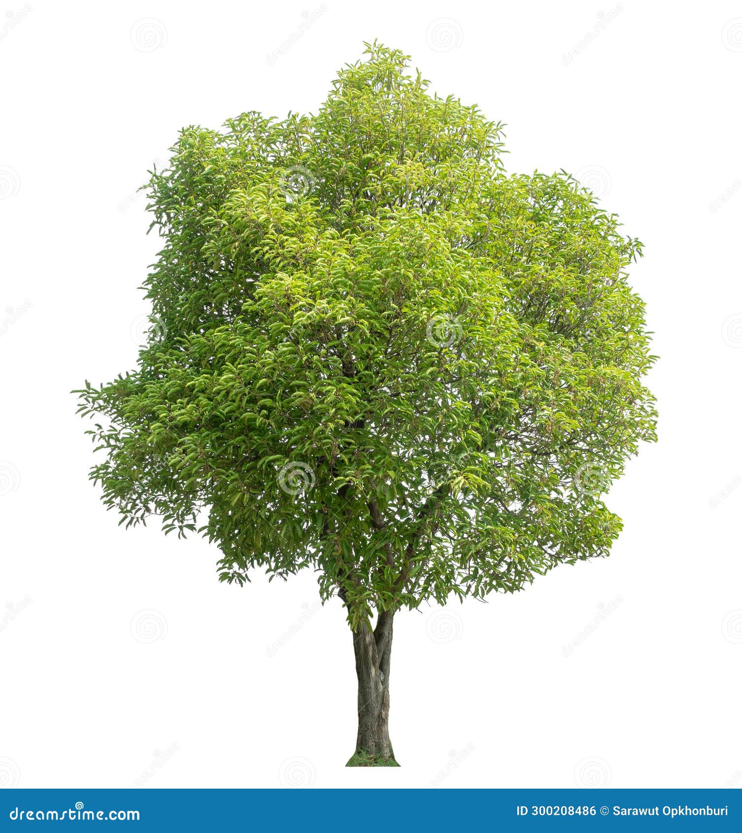 Single Tree with Clipping Path and Alpha Channel . Stock Photo - Image ...