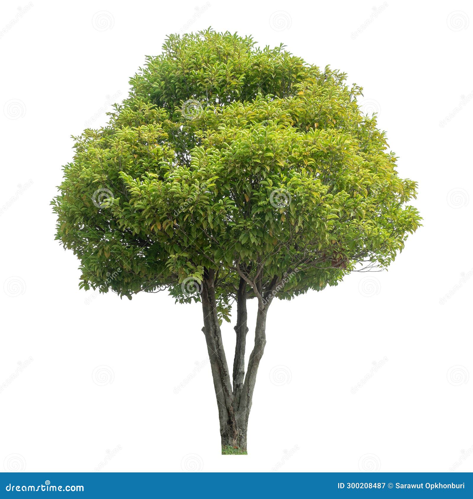 Single Tree with Clipping Path and Alpha Channel . Stock Image - Image ...