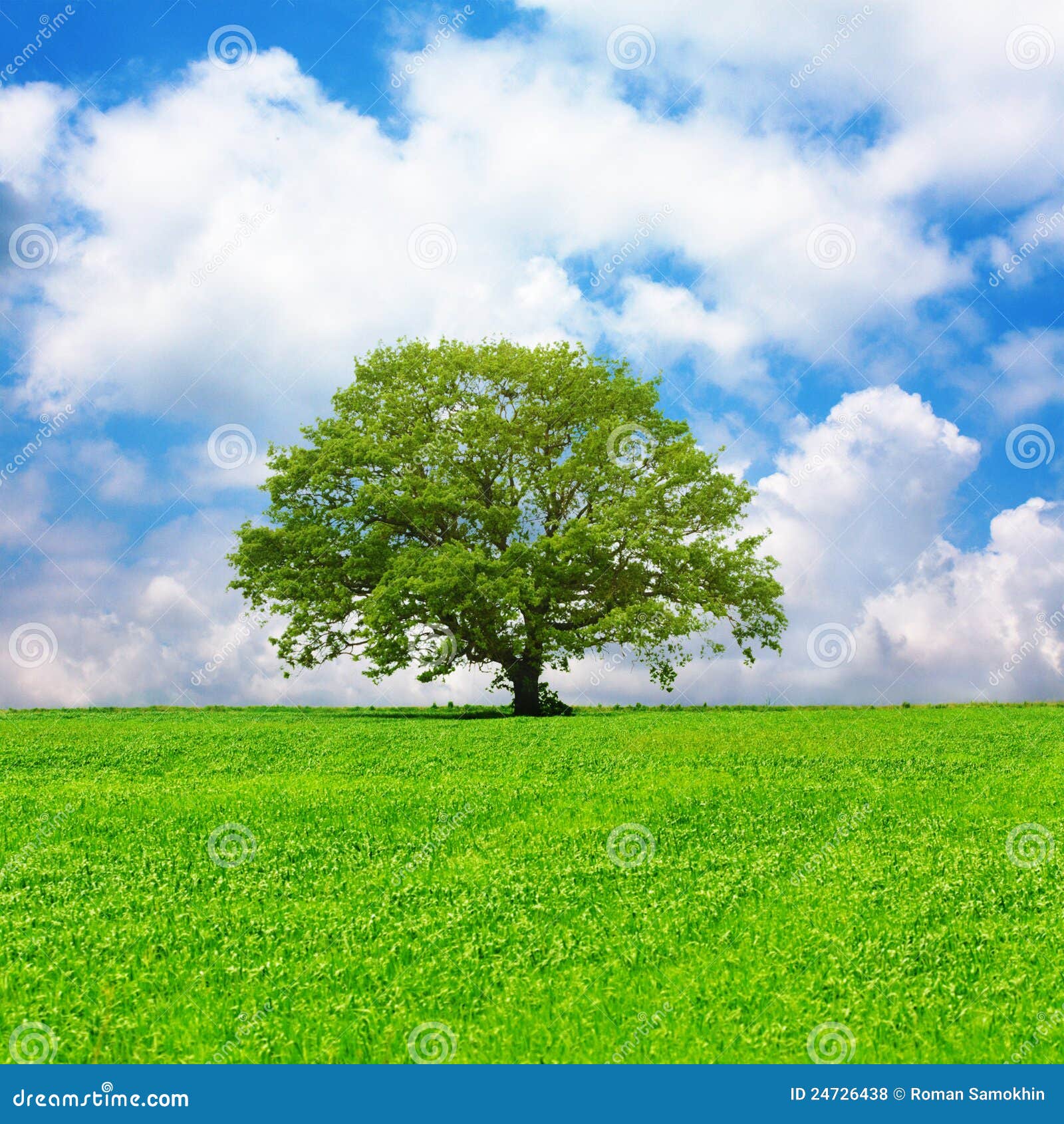 Single Tree Landscape