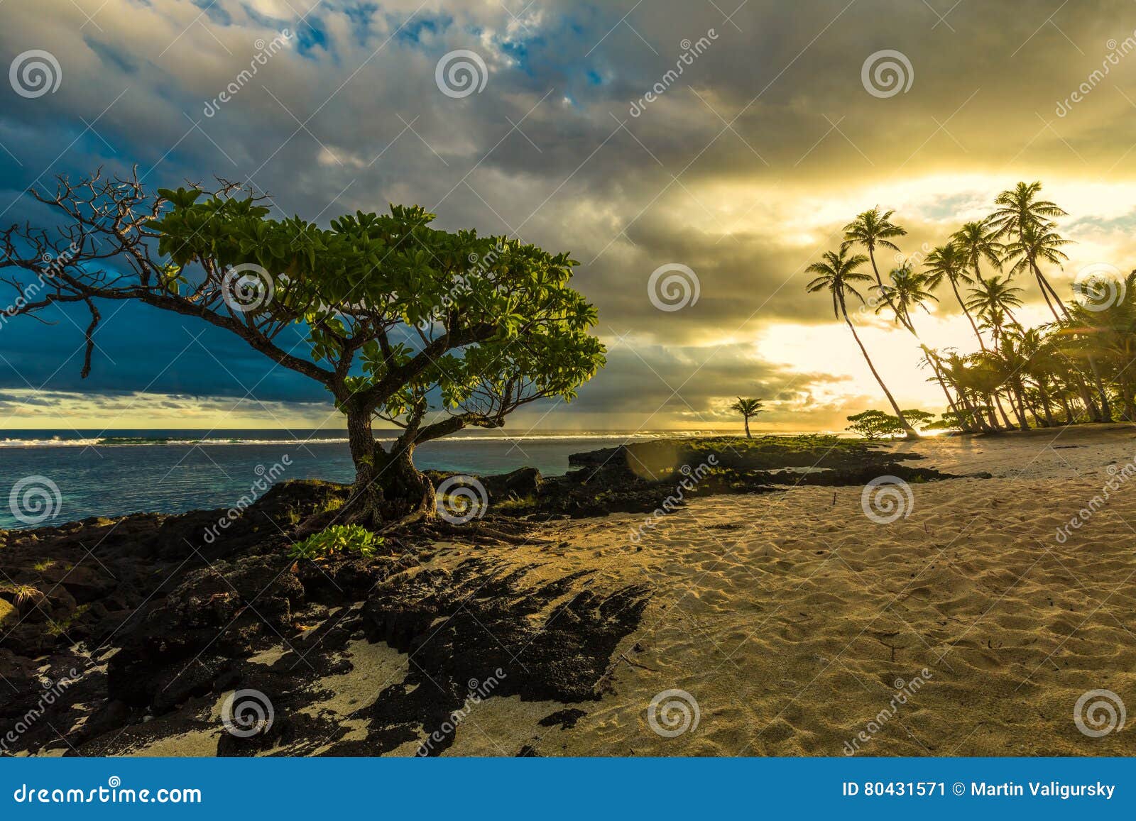 Single Tree and Coconut Palm Trees in the Sunset on Samoa Island Stock ...