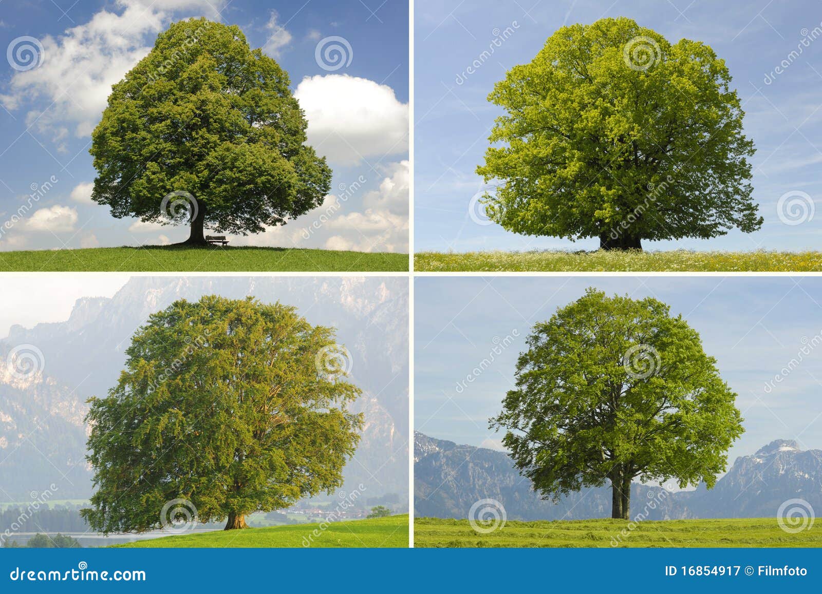 Single tree collage stock image. Image of collage, grass - 16854917