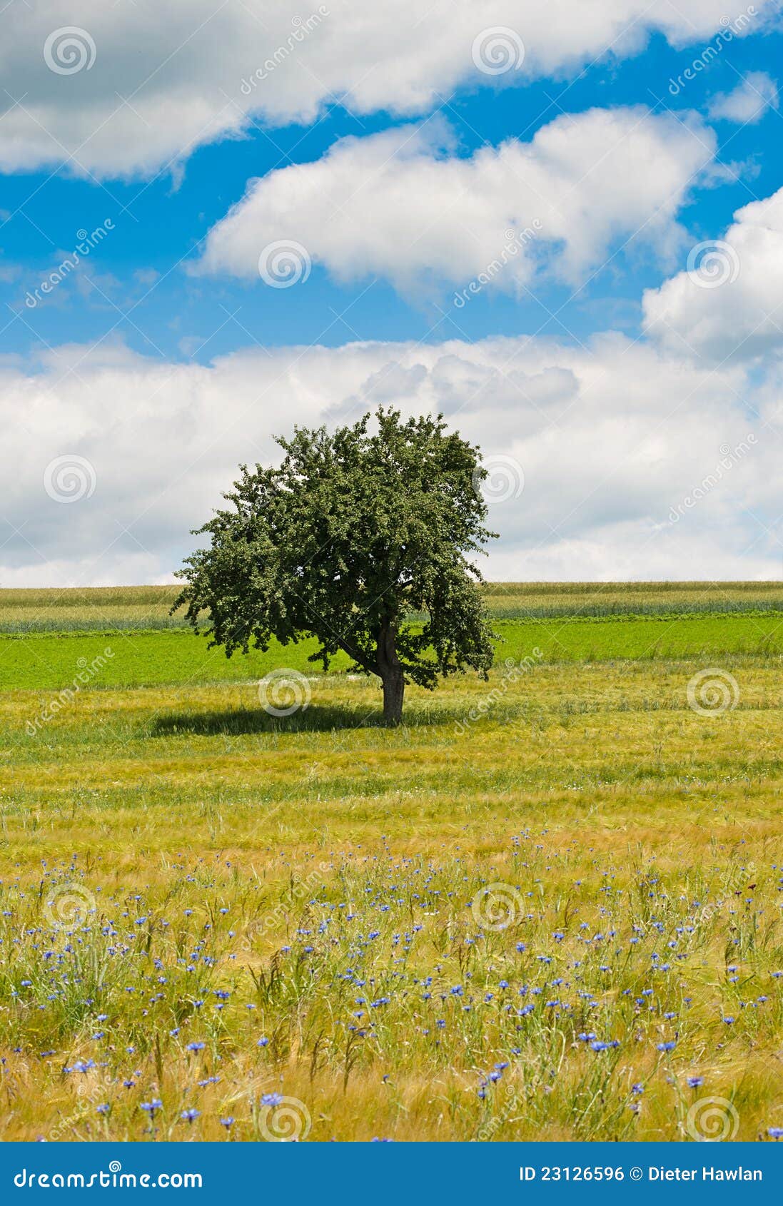 Single Tree in a Corn Flower Field Stock Photo - Image of farm ...