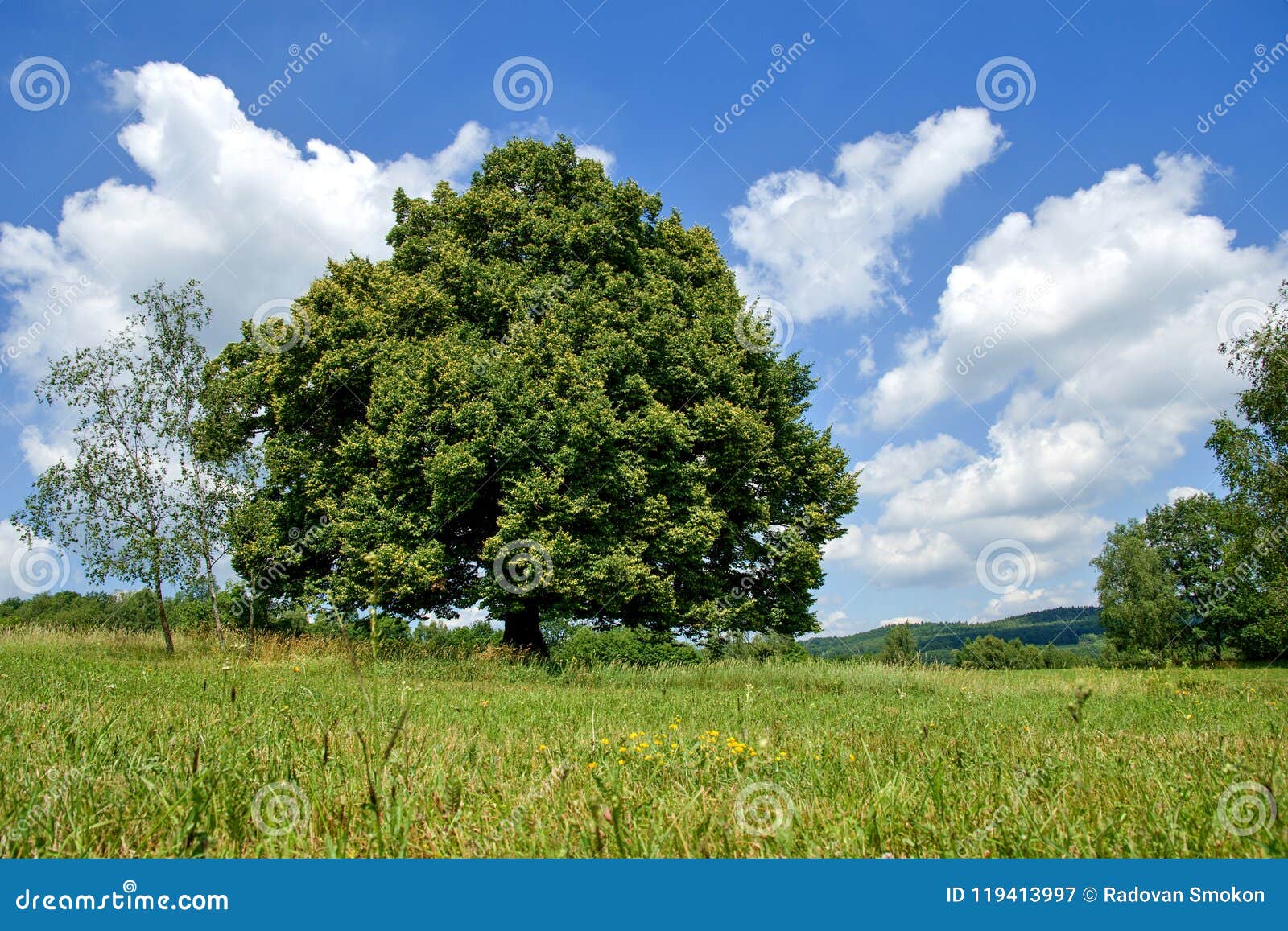 Single tree in countryside stock image. Image of outdoor - 119413997