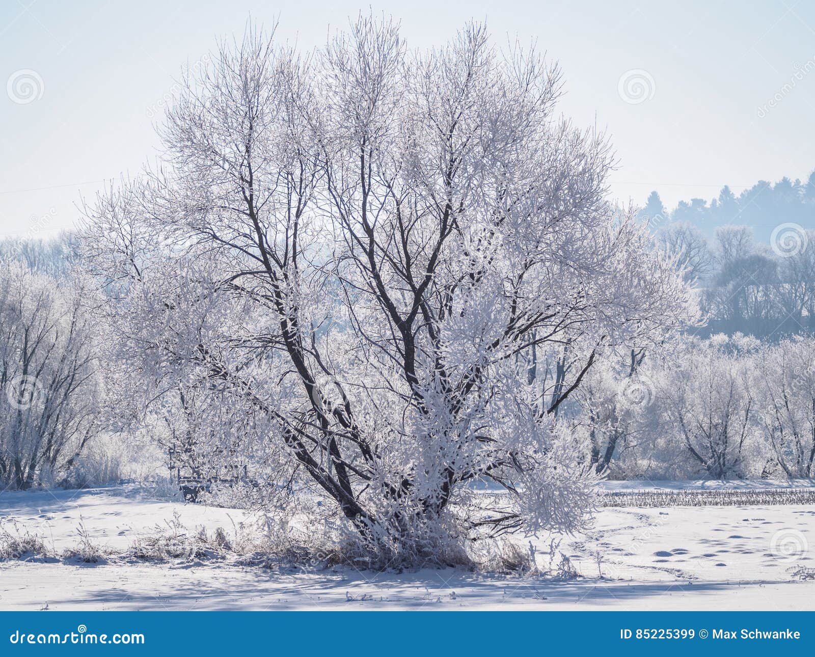 Single Tree Covered in Frost and Snow II Stock Image - Image of light ...