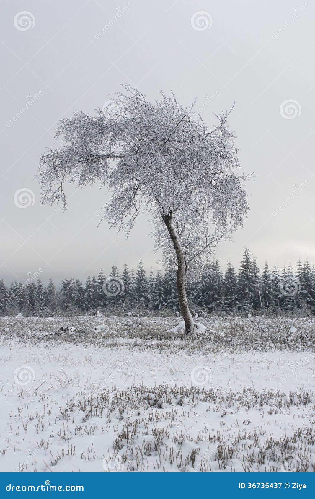 Single Tree Covered by Snow Stock Image - Image of area, holiday: 36735437