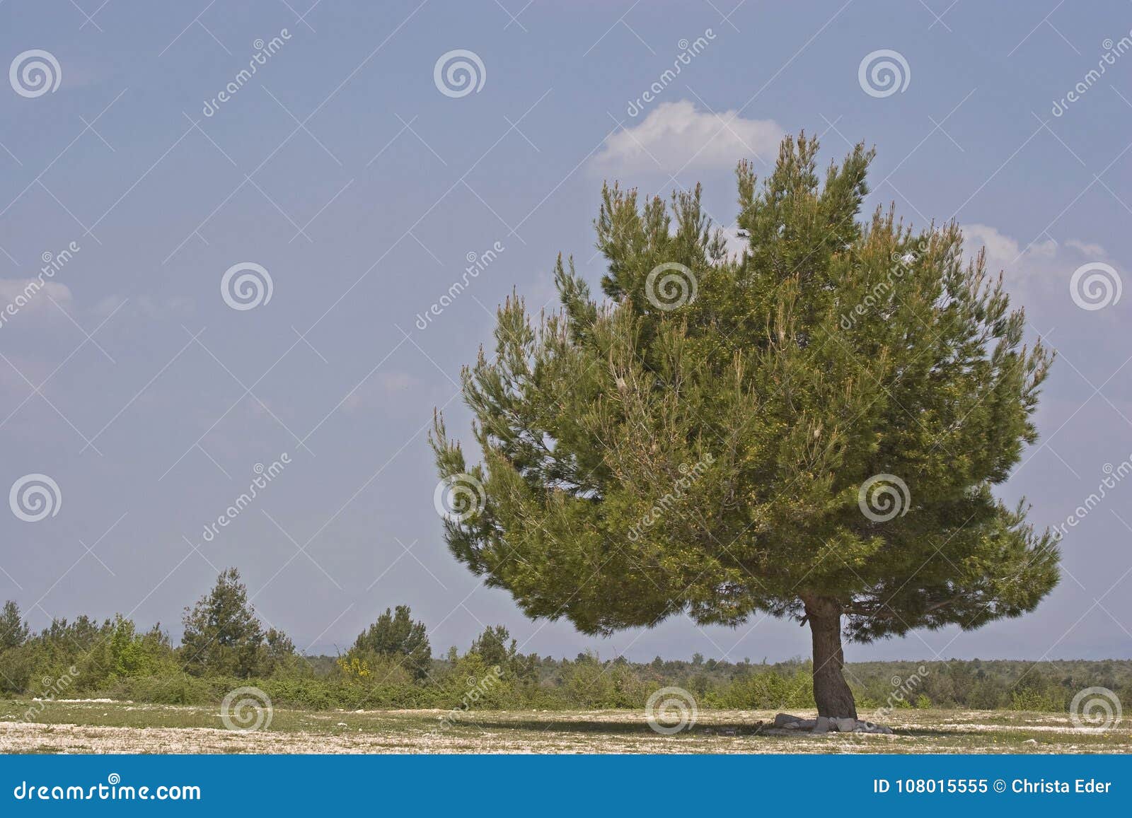 Single Tree in Croatian Countryside Stock Image - Image of karst ...