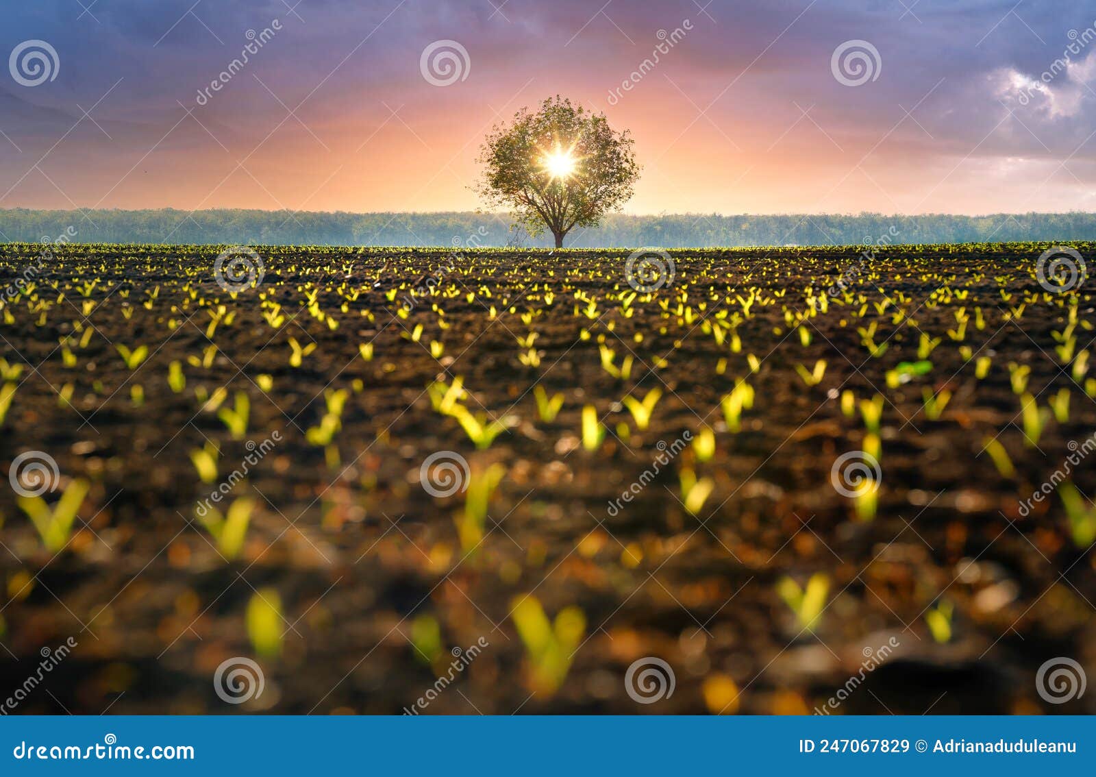 Single Tree on Field at Sunset Stock Image - Image of leaf, sunlight ...
