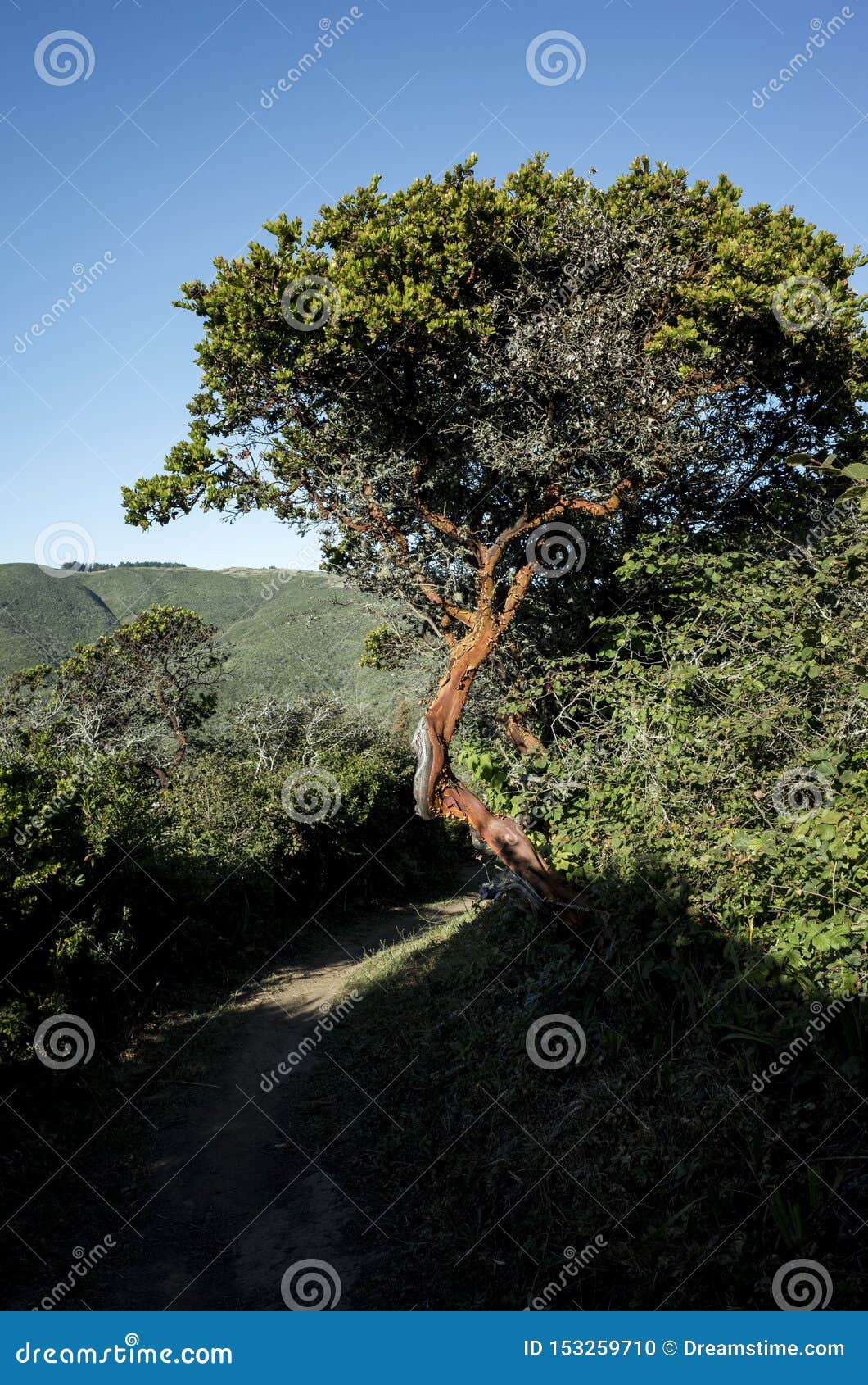 Single Tree in a Curve Road Stock Photo - Image of mystery, nature ...