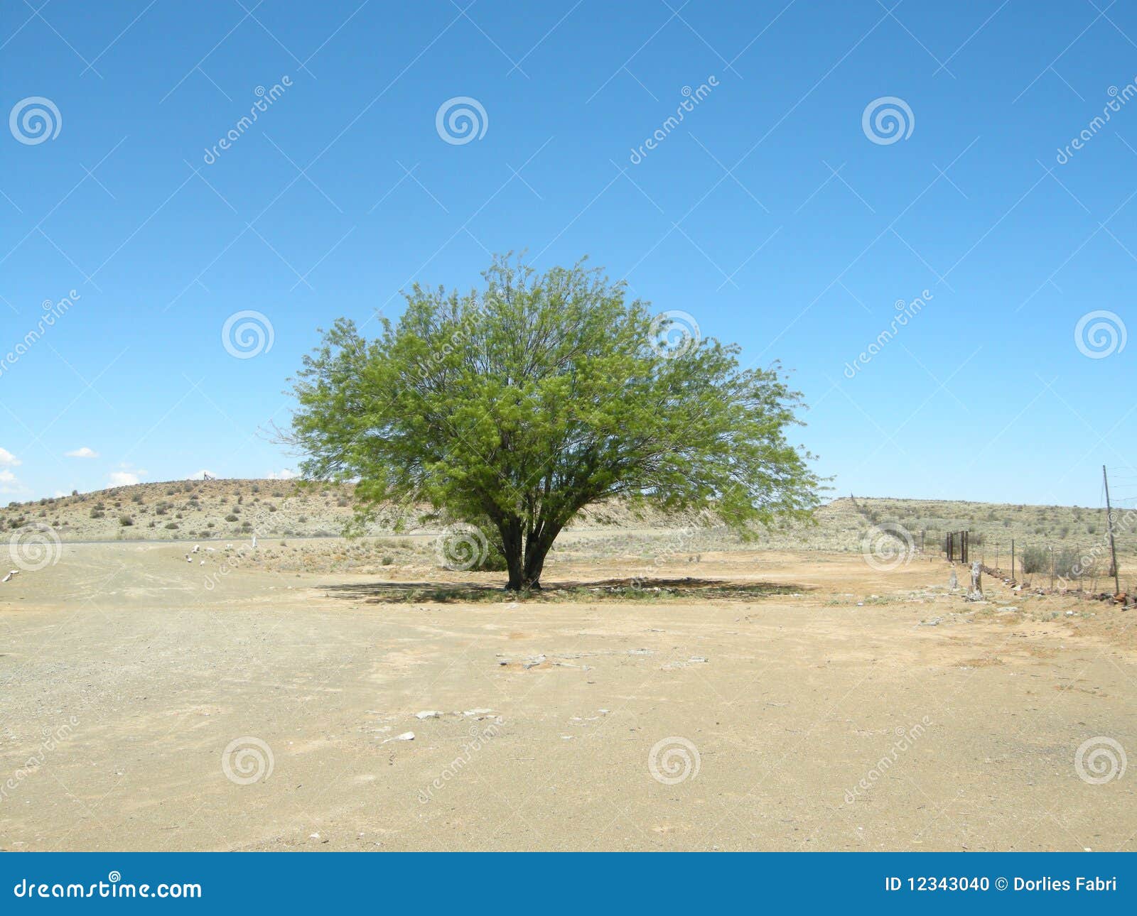 Single tree in desert stock photo. Image of sand, desolate - 12343040