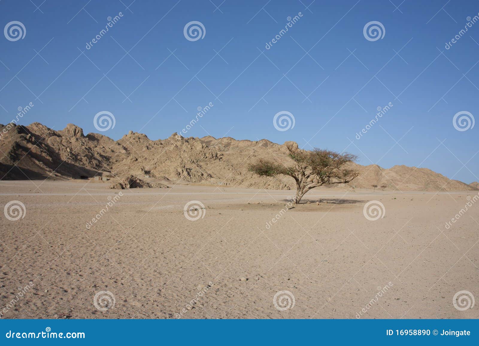 Single tree in the desert stock photo. Image of summer - 16958890