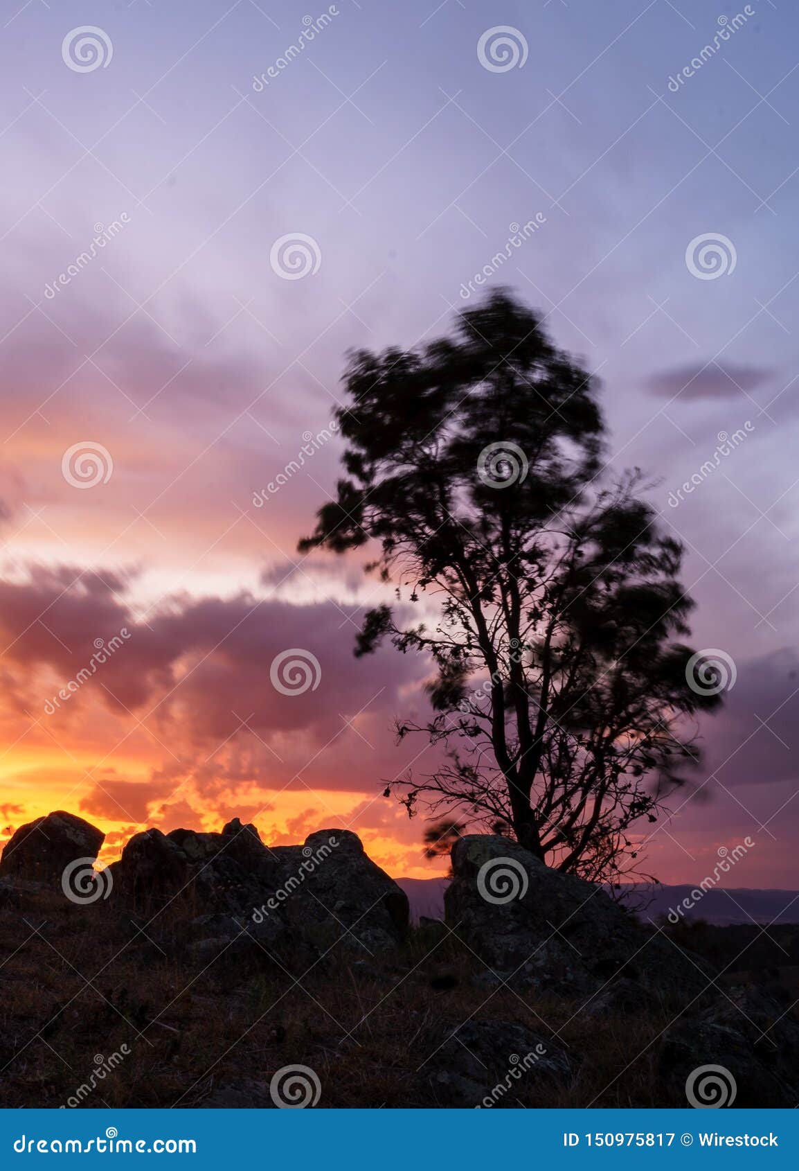 Single Tree in a Desert with a Beautiful Cloudy Sky in the Background ...