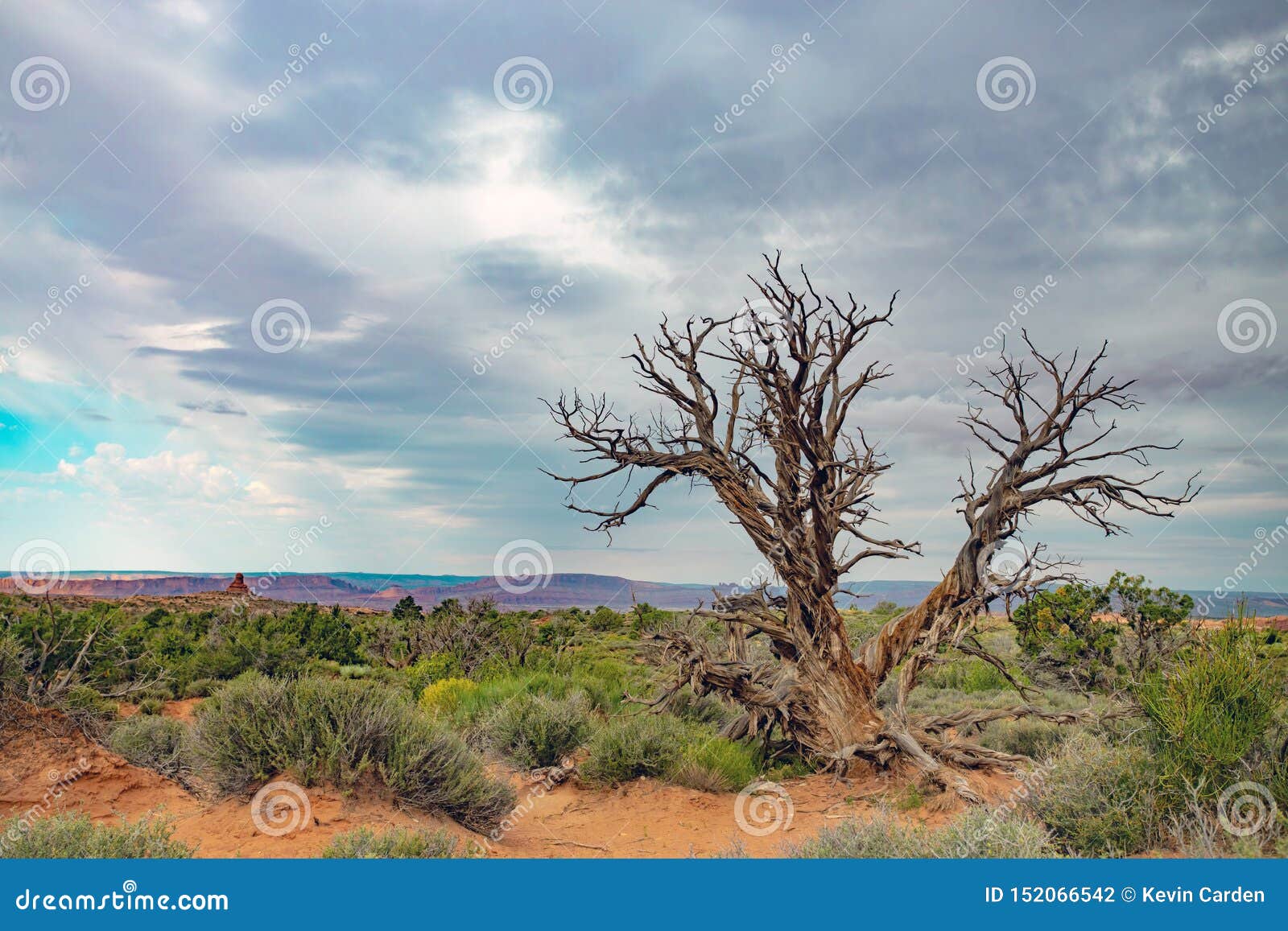 A Single Tree in the Desert Landscape Stock Photo - Image of america ...