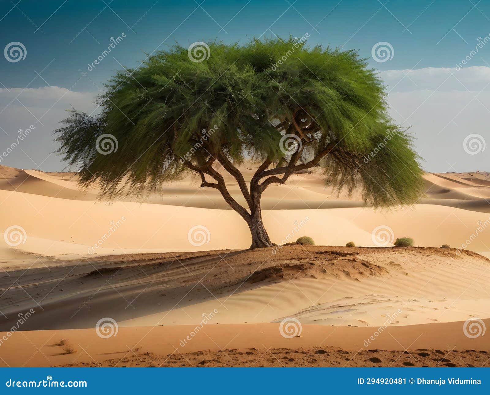 Single Tree Saved in the Desert Stock Image - Image of acacia, beauty ...
