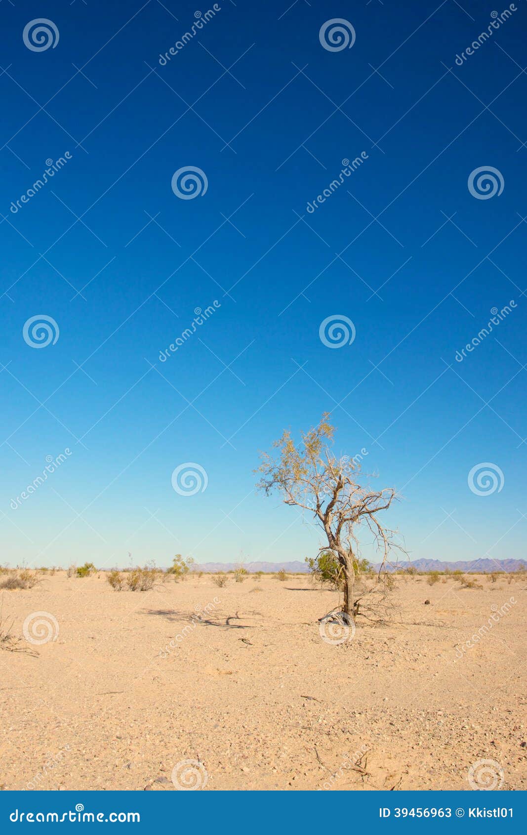 Single Tree in Desert stock image. Image of dirt, crust - 39456963
