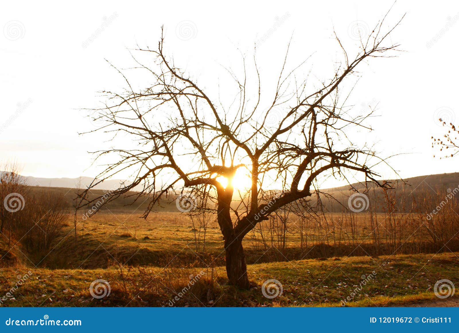Single Tree in Desert in Sunset Time Stock Photo - Image of daylight ...