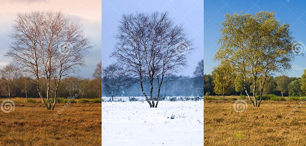 Single Tree in Different Seasons Stock Photo - Image of montage ...