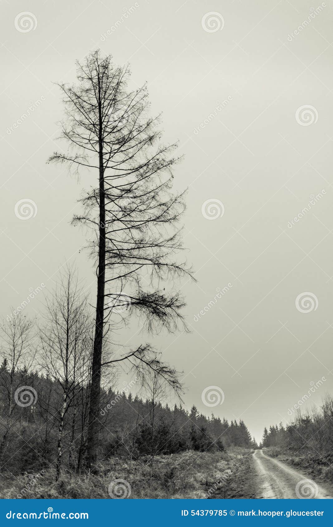 Single Tree Down a Path in the Fog Stock Image - Image of southwest ...