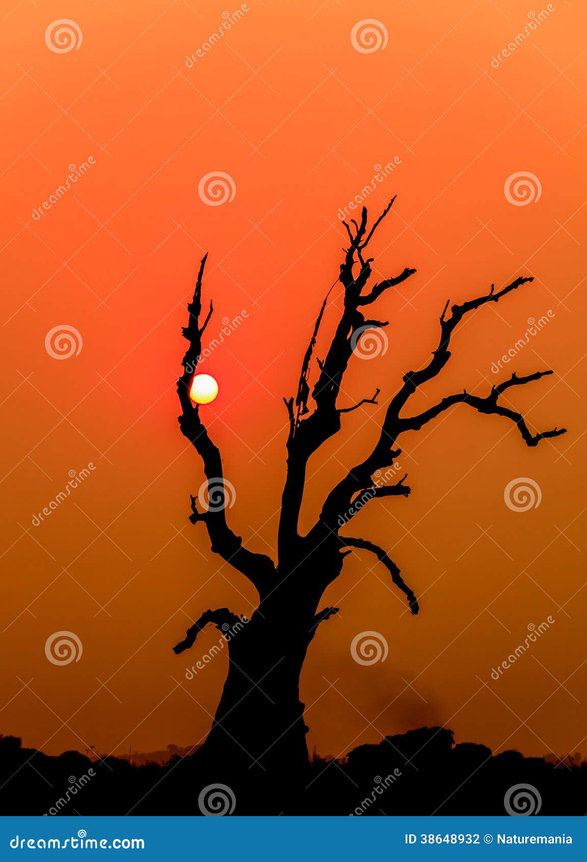 Single Tree Dying and the Sunset Stock Photo - Image of dark, extreme ...