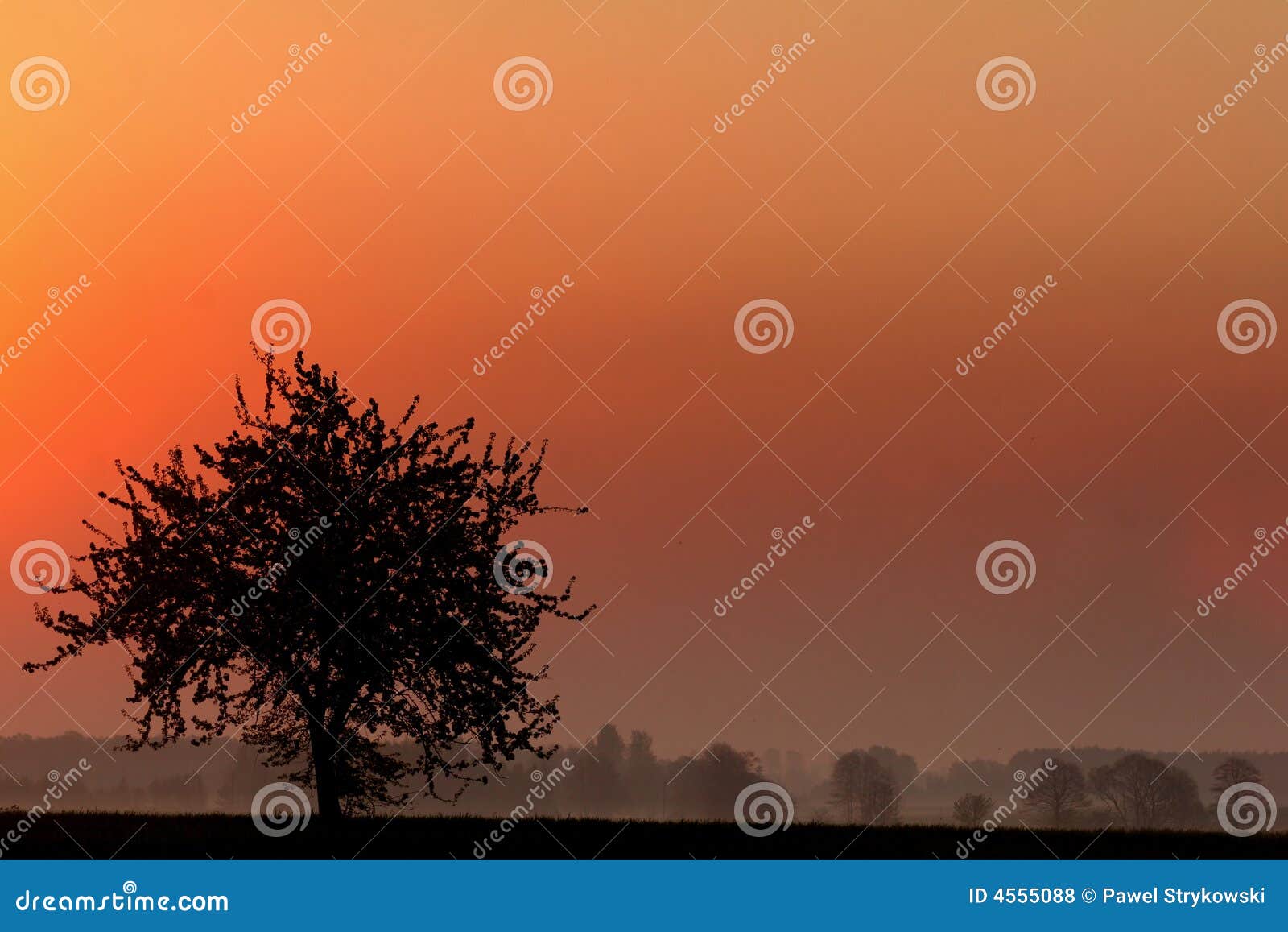Single tree in the evening stock photo. Image of branches - 4555088