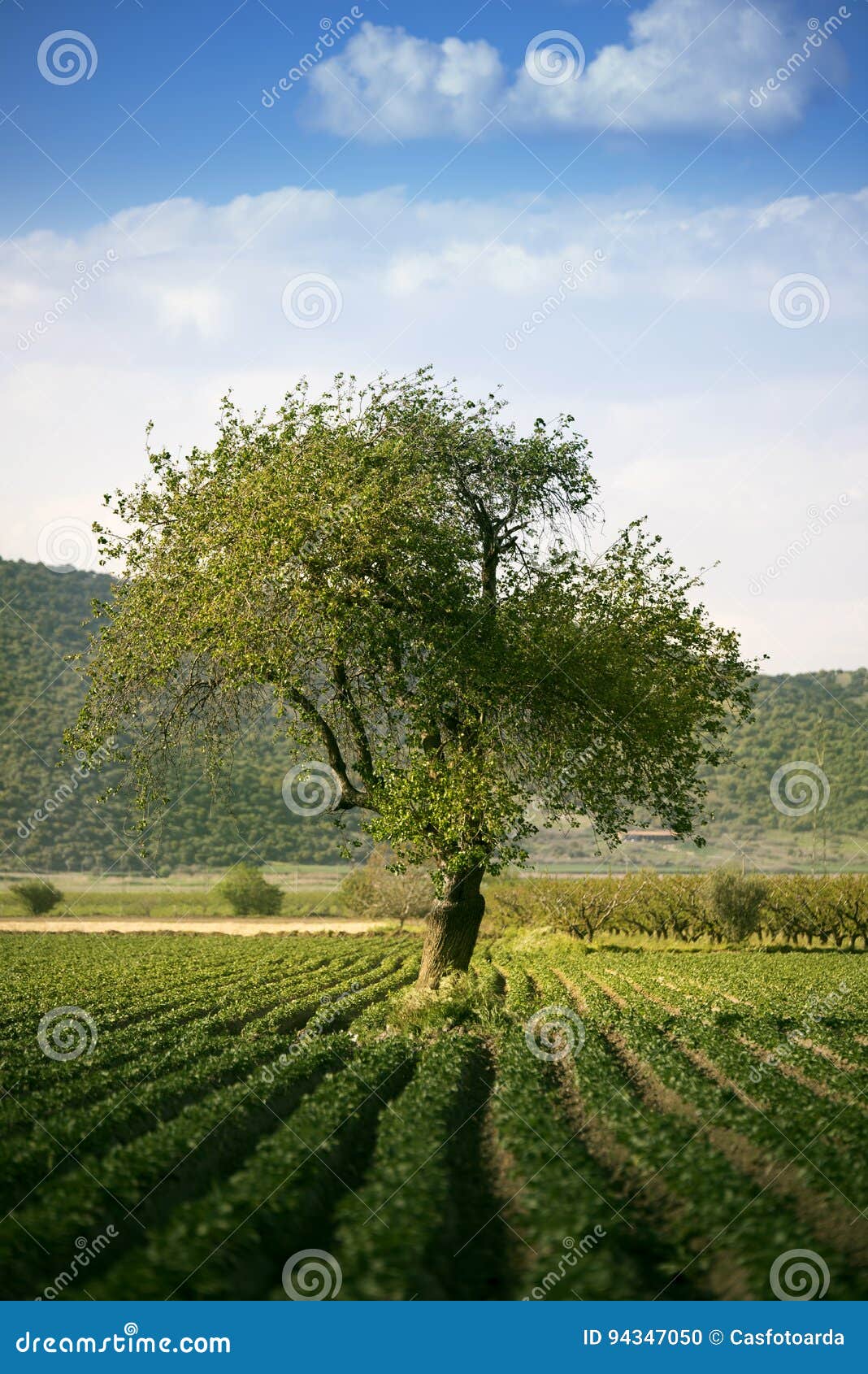 Single tree in a farm stock photo. Image of grassy, country - 94347050