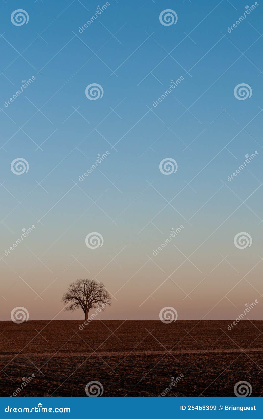 Single Tree in a Farm Field at Dusk Stock Image - Image of landscape ...