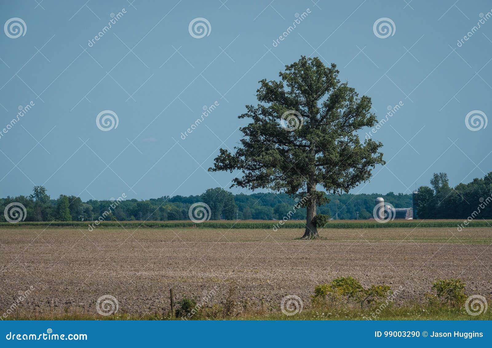 Single Tree in a Farm Field Stock Photo - Image of large, bush: 99003290