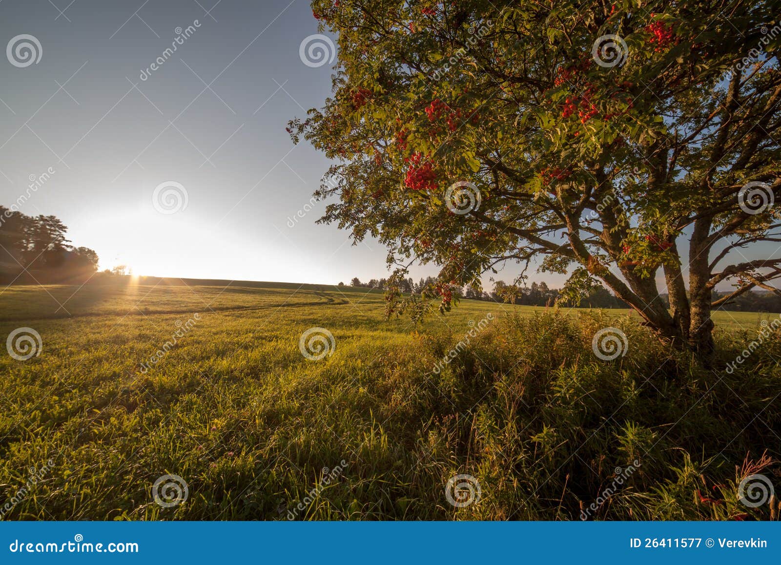 Single Tree in the Fi Tree in the Field on Sunrise Stock Image - Image ...