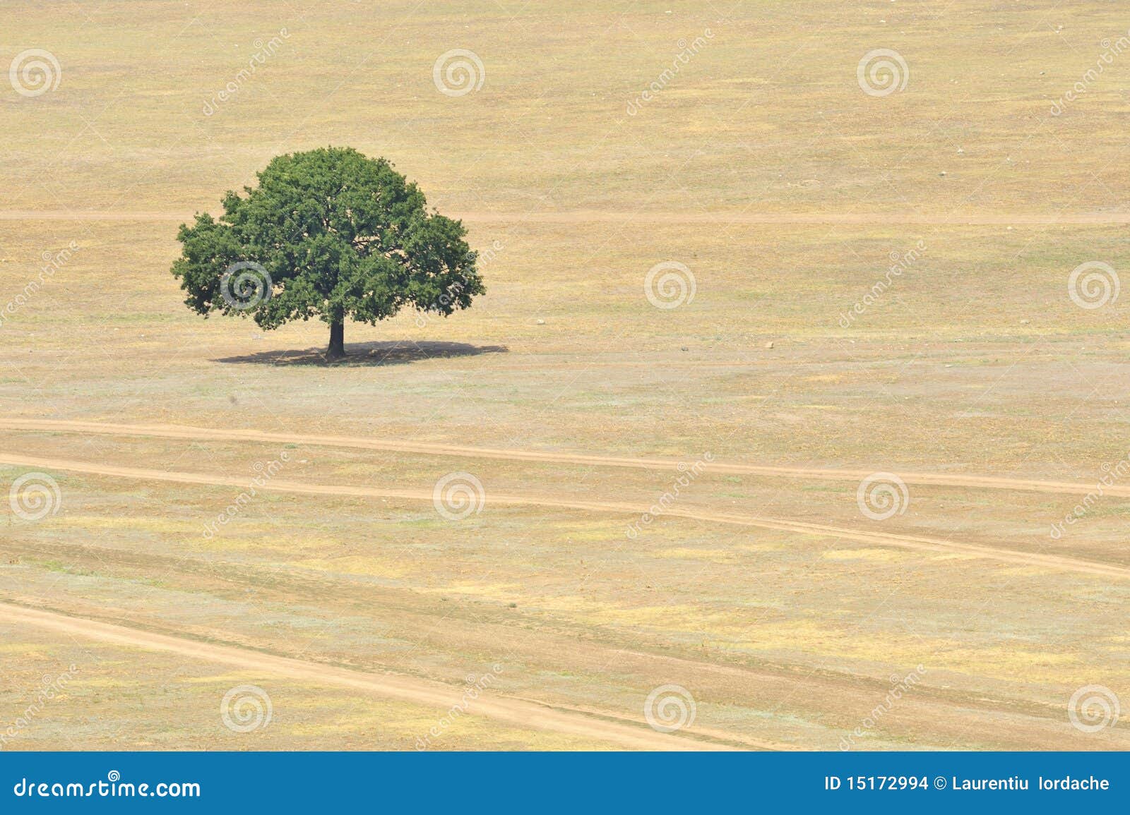Single tree on field stock photo. Image of lone, maple - 15172994